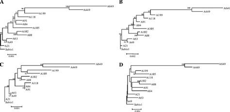 Neighbor Joining Trees Representing Phylogenetic Relationships Between