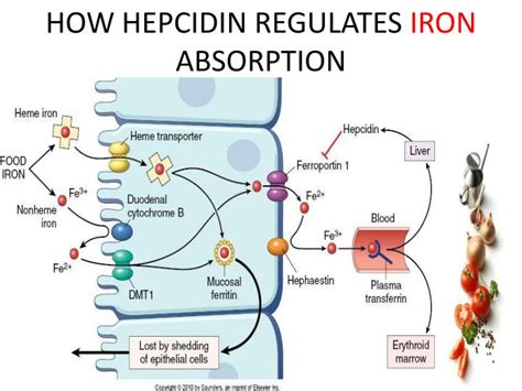 Ppt Role Of Iron In Human Health Powerpoint Presentation Id6520927