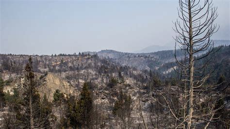 Incendio Forestal En Chubut Infobae