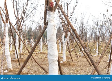 Protected Trees Stock Image Image Of Care Winter Existence 37855505