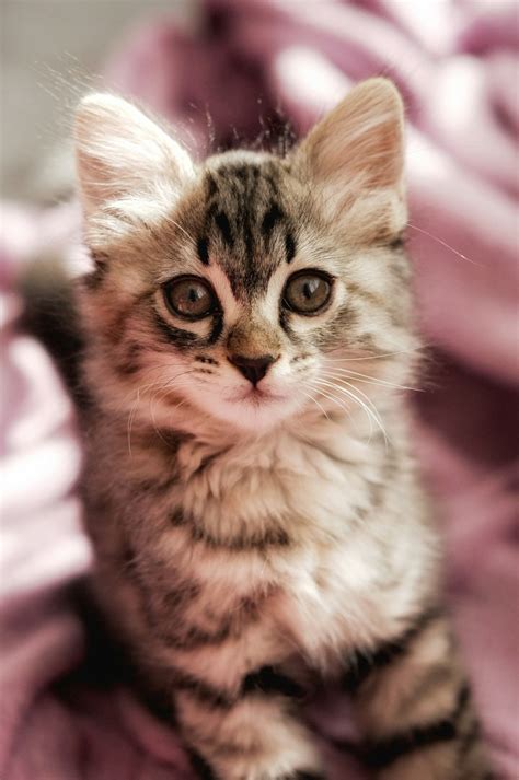 Incredible Compilation Of Over 999 Adorable Kitten Pictures Bursting