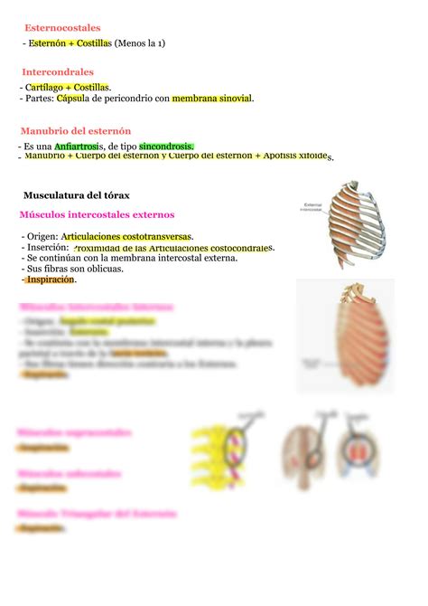 SOLUTION Articulaciones W Y Musculatura Del T Rax Studypool