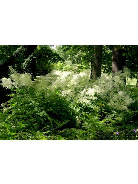 Wald Geißbart Zweiweltenkind Kaufen