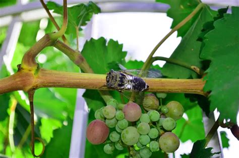 What Does That Buzz Of The Cicada Mean Frost Only Weeks Out