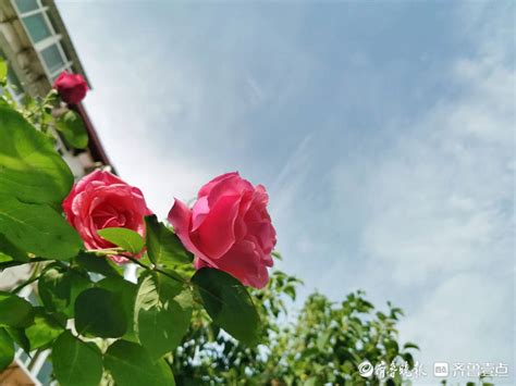 五一摄影家 楼前月季绽放出娇艳烂漫的花朵 居士 黑鹰 月季