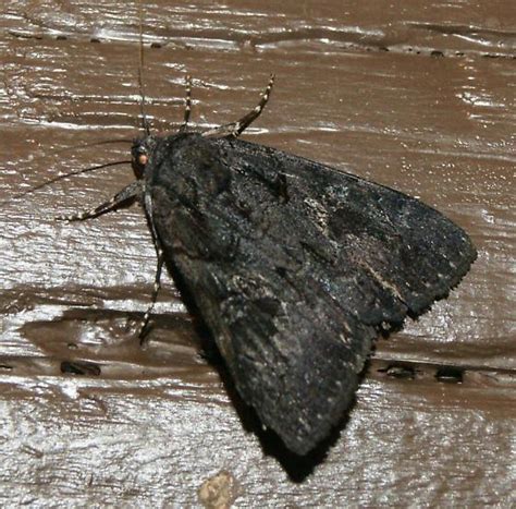 Catocala Antinympha Sweetfern Underwing Hodges8775 Catocala
