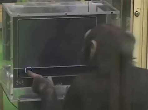 Chimpanzee Shows Off Hisher Eidetic Memory Album On Imgur
