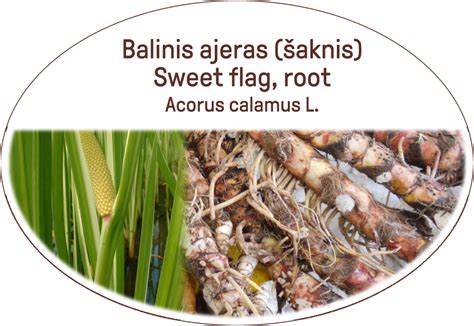 Sweet Flag Root Acorus Calamus L Healthy Tea Aj