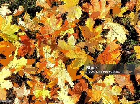 메이플은 배경을 남깁니다 인도의 여름은 계절에 따라 따뜻하고 건조한 날씨의 기간입니다 잔디에 누워 있는 단풍나무의 아름다운 다채로운 낙엽 잎 텍스처 일러스트레이션 10월에