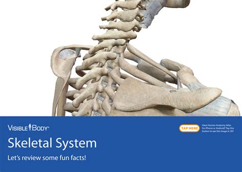 Vb Skeletal System Fun Facts 2017 Skeletal System Lets Review Some