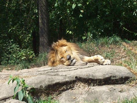 The Lazy King By Contengent Necessity On Deviantart
