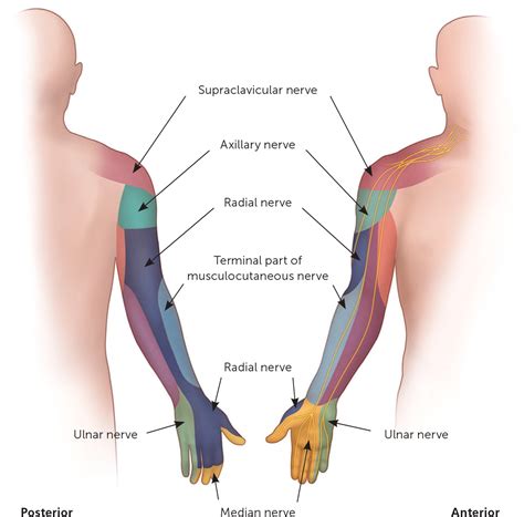 Nerve Blocks Part I Upper Extremity Aafp