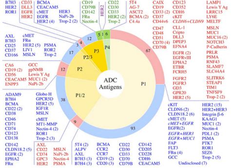 Adc Targeting Termination Optimization And Phase Iiiii Clinical