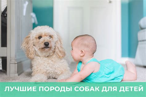 ️Лучшие породы собак для детей Ua