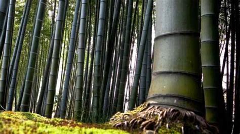 ბამბუკის ძირითადი სახეობები Agronews Ge