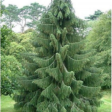 72 Droopy Pine Trees Ideas Conifers Garden Evergreen Garden