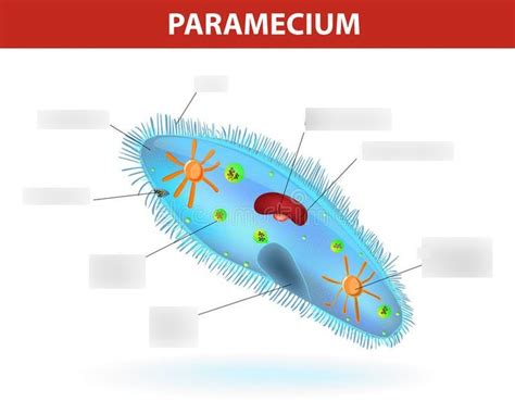 Protozoan Lab Paramecium Diagram Quizlet
