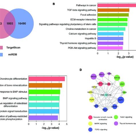 Functional Analysis Of Predicted Mirna Target Genes A Target Genes