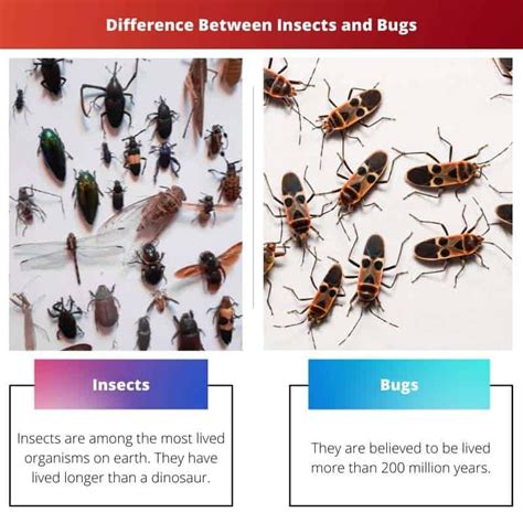Insects Vs Bugs Difference And Comparison