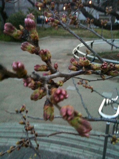 Cherry Blossom At Chidoriga Fuchi Yoshihiko Nakamura Laboratory