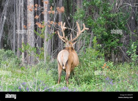 Bull Elk On A Glade Cervus Canadensis In Jasper National Park