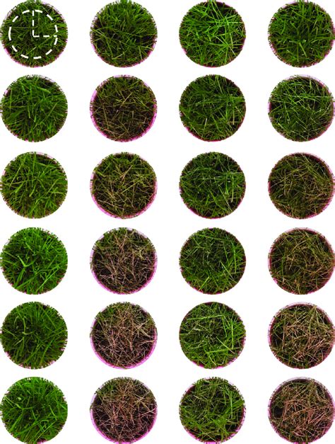 Weed Control Efficacy Of Free Pq And Pq Loaded Photo Responsive