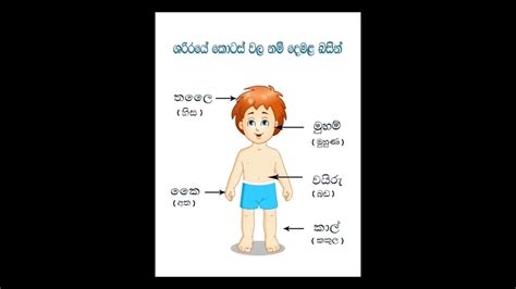 ශරීරයේ කොටස් වල නම් දෙමළ බසින් 3 ශ්‍රේණිය දෙමළ Shariraye Kotaswala Nam 3 Shreniya Demala Youtube