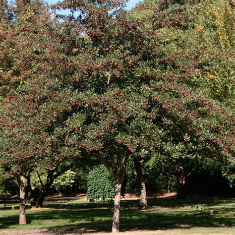Thornless Cockspur Hawthorn Sooner Plant Farm