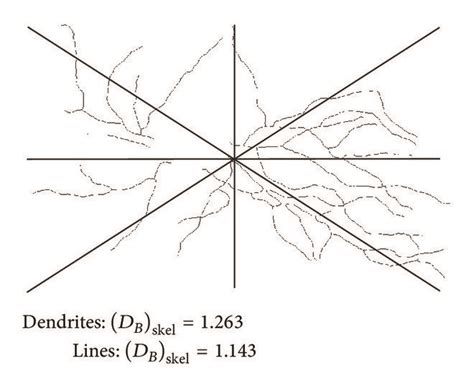 The Binary A Outline B And Skeleton C Images Of Asymmetrical