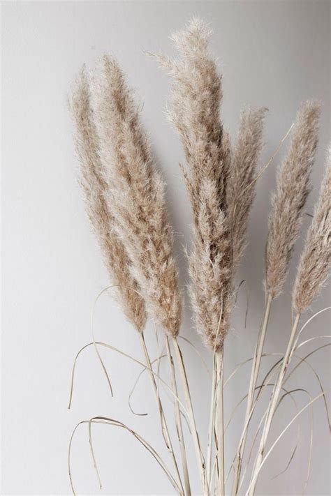 High Resolution Pampas Grass Wallpaper Best Hd Wallpapers Of Textures