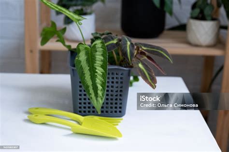 가정 식물을 새로운 냄비에 이식합니다 Philodendron 이국적인 식물 화분에 대한 보살핌과 번식 손 클로즈업 0명에 대한 스톡 사진 및 기타 이미지 Istock