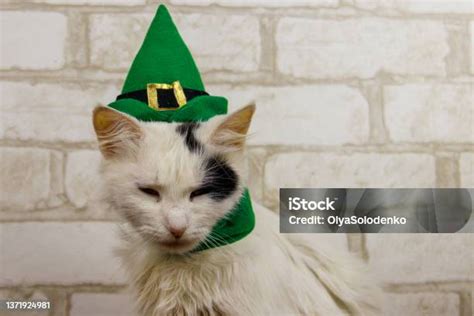 녹색 레프레콘 모자를 쓰고 있는 아름다운 고양이의 초상화 성 패트릭의 날 컨셉 St Patricks Day에 대한 스톡 사진
