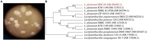 Frontiers Purification Characterization And Probiotic Proliferation