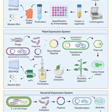 Protein And Recombinant Antibody Expression Systems For The Production