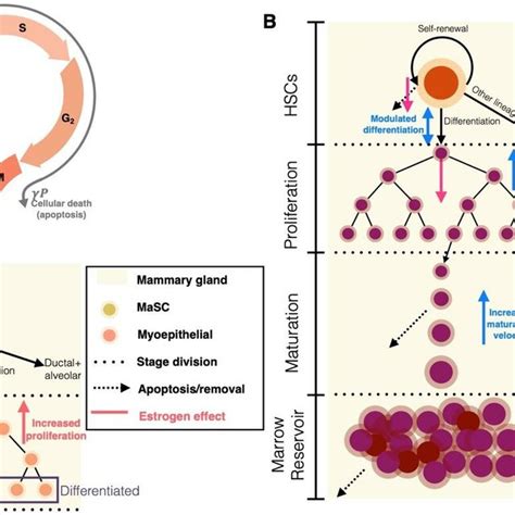Modelling Stem Cell Systems A Schematic Representation Of The Mackey