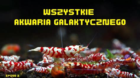 Moja Ma A Hodowla Krewetek Epizod Youtube