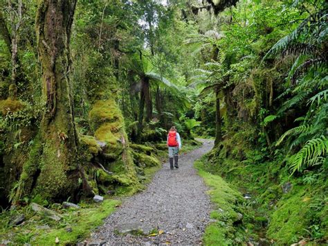 Alex Knob Track And Lake Wombat Westland Tai Poutini National Park Nz