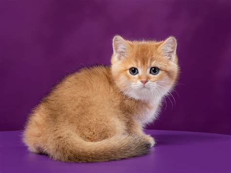 Nelson Verso кот окрас Ny 11 Питомник британских золотых и серебристых шиншилл