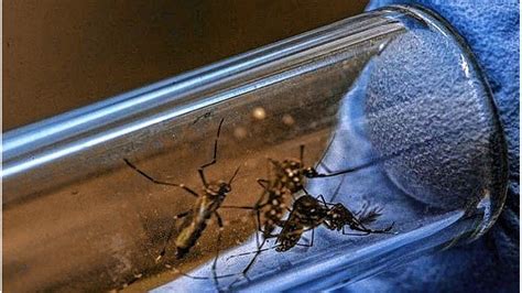 Dengue reportan descenso del número de casos en Entre Ríos