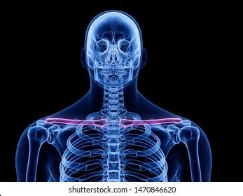 Clavicle Collar Bone Xray Front Anterior Stock Illustration 2219926085