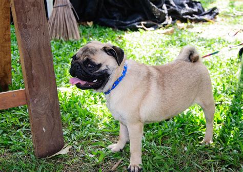 Ways To Calm Your Anxious Dog Baywood Animal Hospital