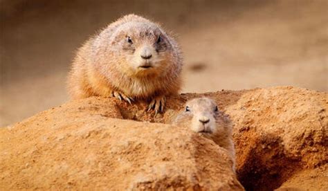 Word Of The Day Fossorial