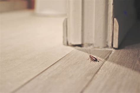 Help What Are The Small Tiny Brown Bugs In My House And What Can I