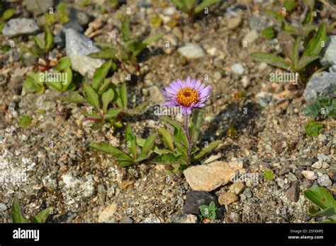 Siberian Aster Eurybia Sibirica Plantae Провиденский р н Чукотский автономный округ Россия