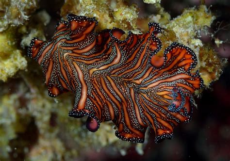 페르시아융단납작벌레 자웅동체이며 두개의 페니스를 가지고 있는데 두마리의 납작벌레는 페니스펜싱을 통해 승부를 가린 후 진 쪽이