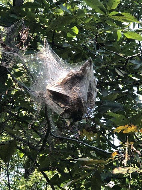 Unslightly Webworms Wont Injure Trees Forester Says Times News Online