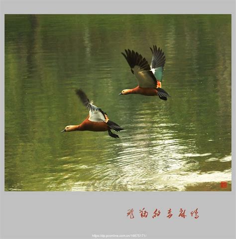 【飞 翔 的 赤 麻 鸭摄影图片】生态摄影故乡明月太平洋电脑网摄影部落