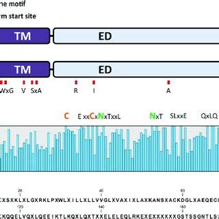 Hydrophobicity Plot Of Human And Bat Tetherins Amino Acid Sequences