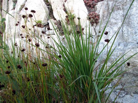 Dagger Leaf Rush Juncus Ensifolius 4 Emswcd