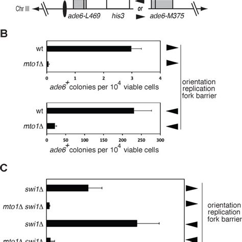 Efficiency Of Intra Chromosomal Homologous Recombination Is Decreased